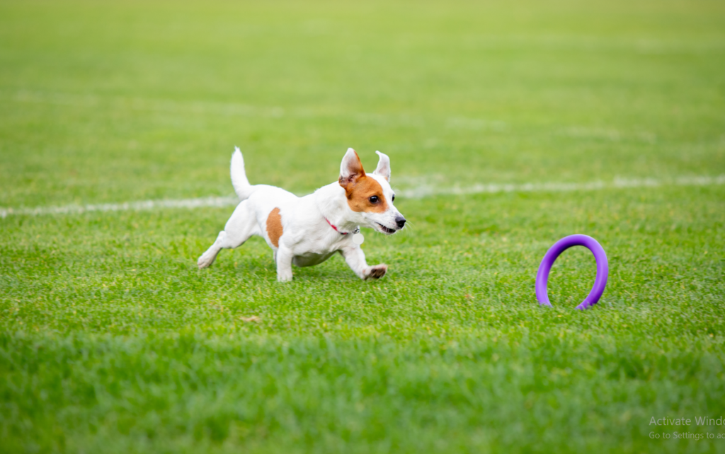 Why Playtime is Vital for Dogs - HappyPet Grooming Service